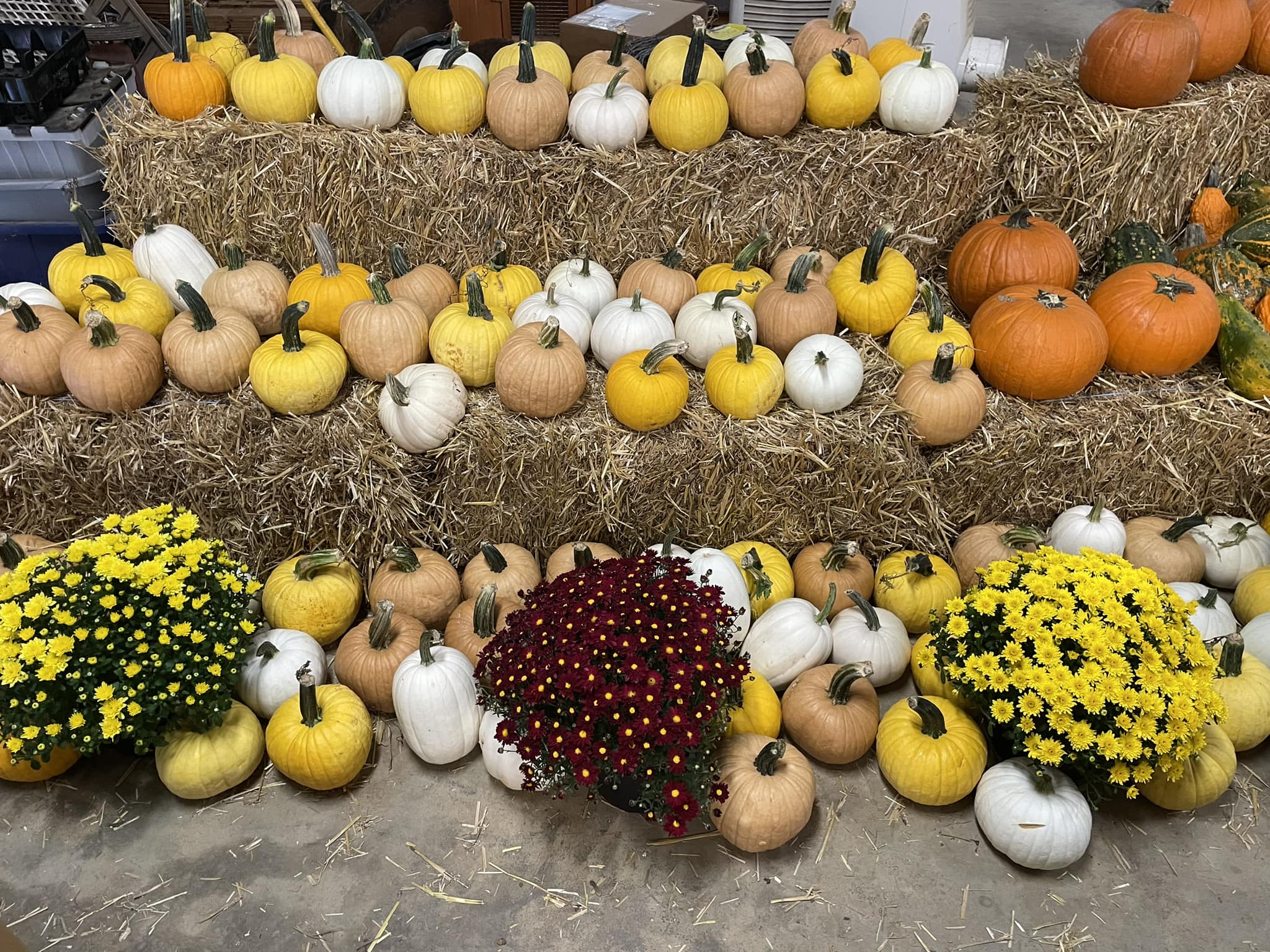 Your Guide to the Best Pumpkin Patches In and Around NWA