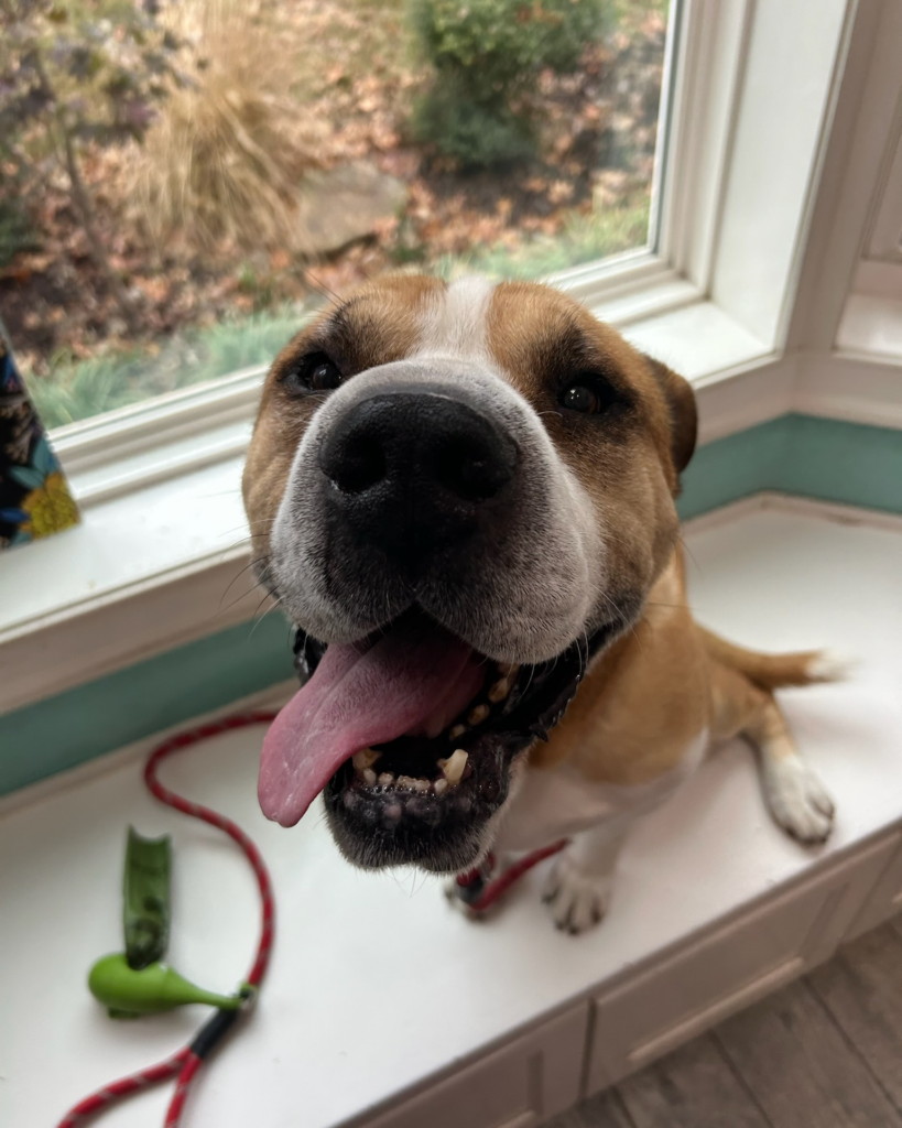 Leash Up and Give Shelter Pups a Shot at Adoption